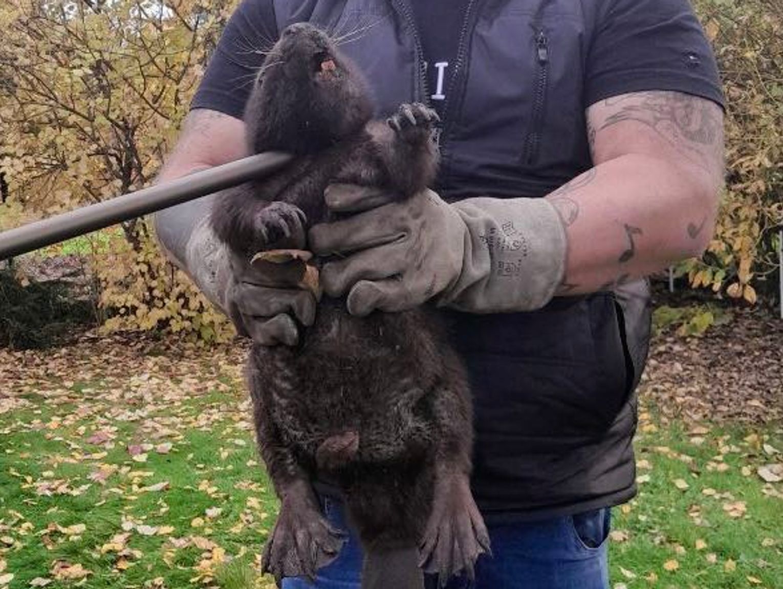 Bóbr z dala od domu